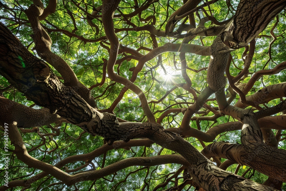 2021-11-10 A LARGE BLOOMING EARPOD TREE ON KAUAI HAWAII WITH RAIN ...