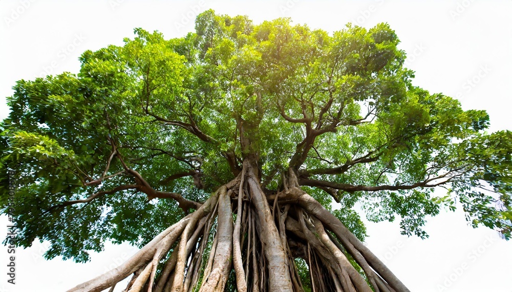 banyan tree png transparent background green lush with aerial roots ...