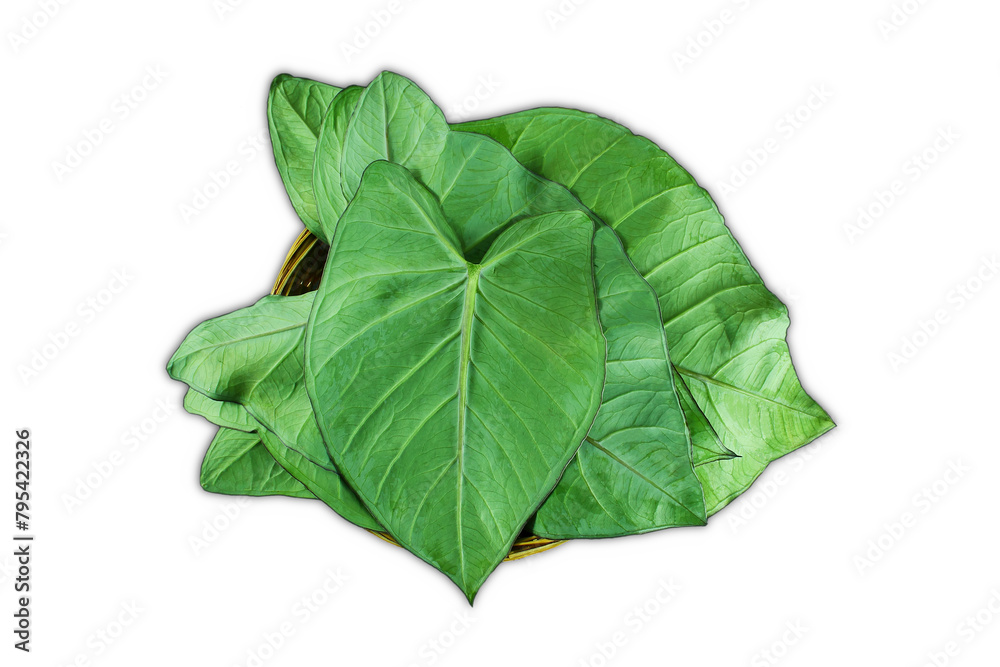 arvi patra or elephant leaves colocassia leaves for indian gujarati ...
