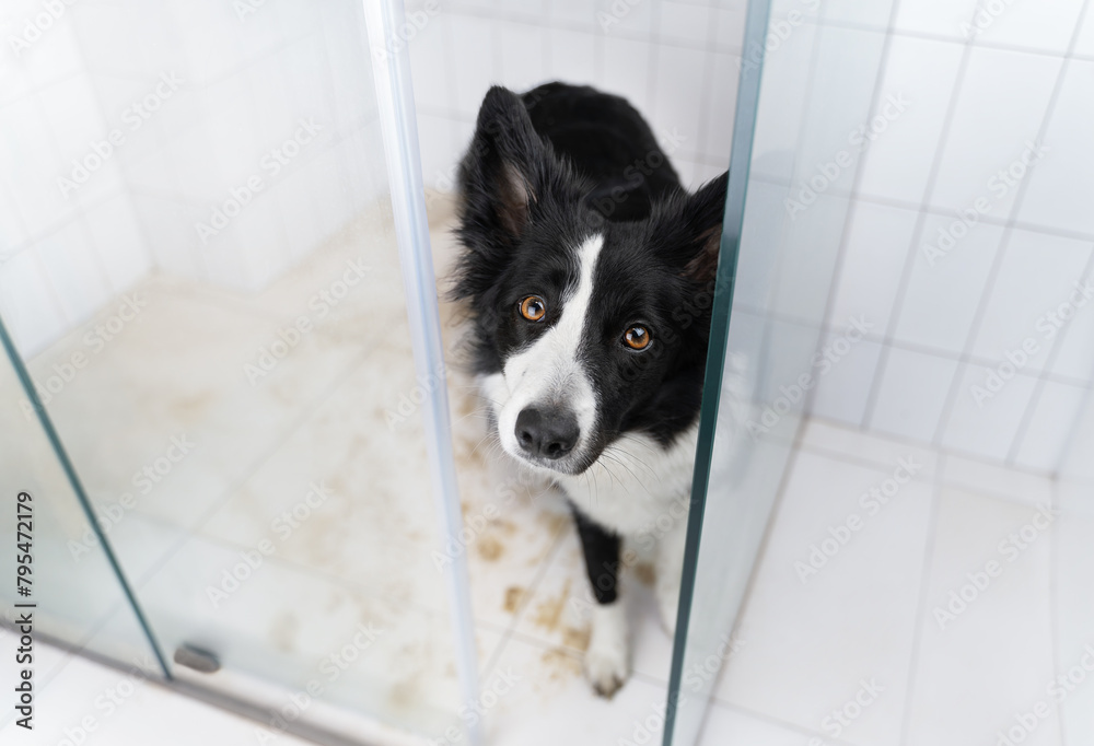 Sad border collie standing in the shower with dirty paws and waiting ...