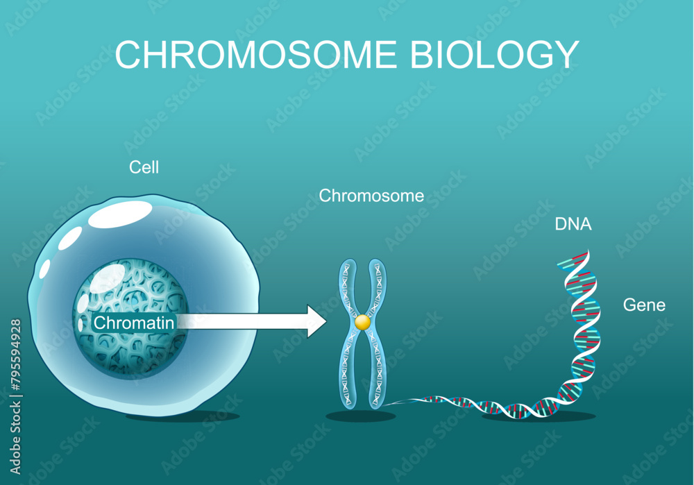 Structure of Cell. Chromatin. Chromosome biology. Stock Vector | Adobe ...