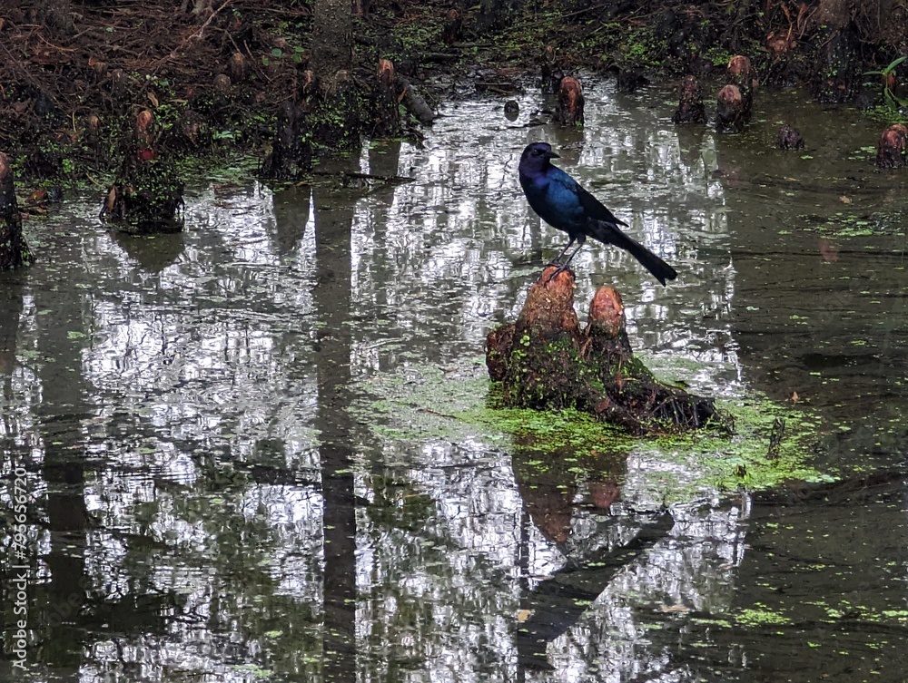 Crow on the wild forest swamp, nature wilderness background, birdlife ...