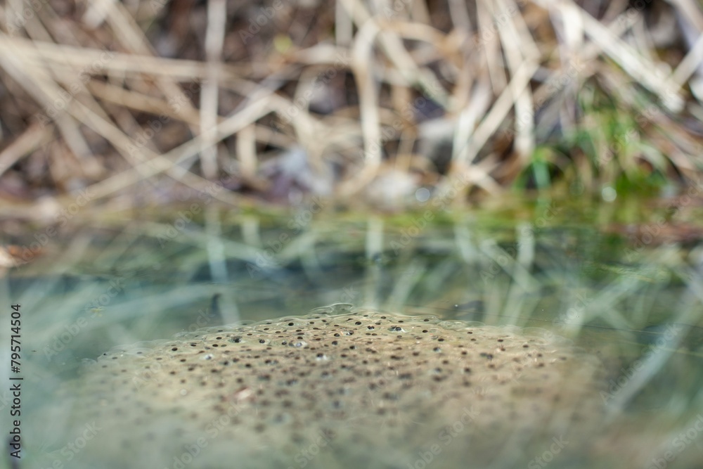 Froscheier auf der Wasseroberfläche. Froschlaich - Eier von Amphibien ...