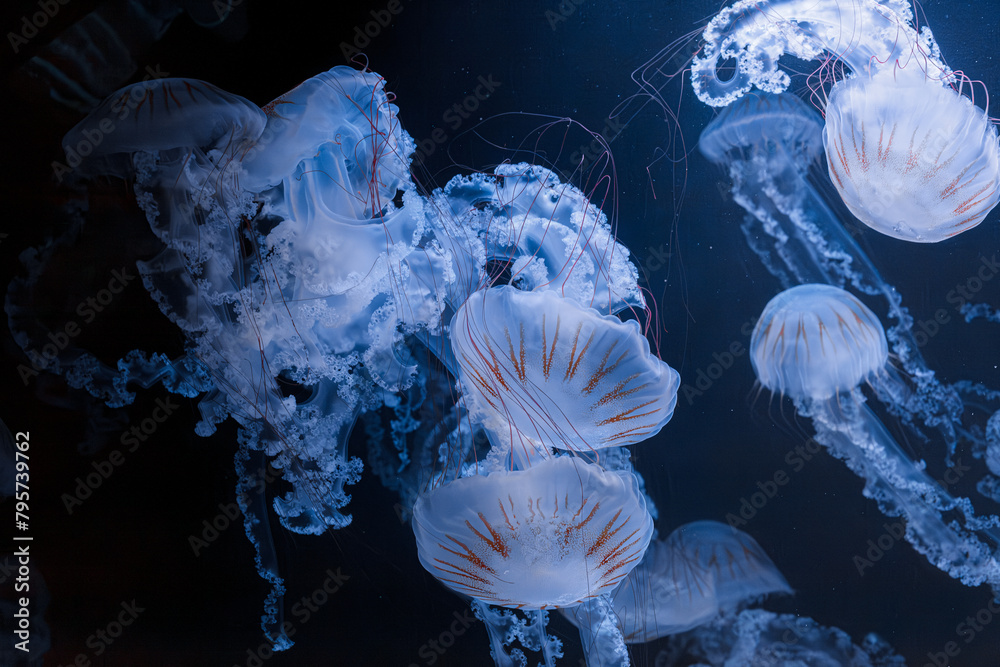 underwater photos of jellyfish chrysaora plocamia south america sea ...
