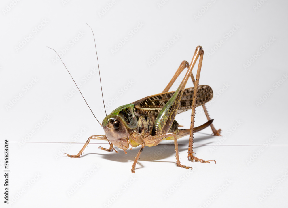 Wart-biter (Decticus verrucivorus) is a bush-cricket in the family ...