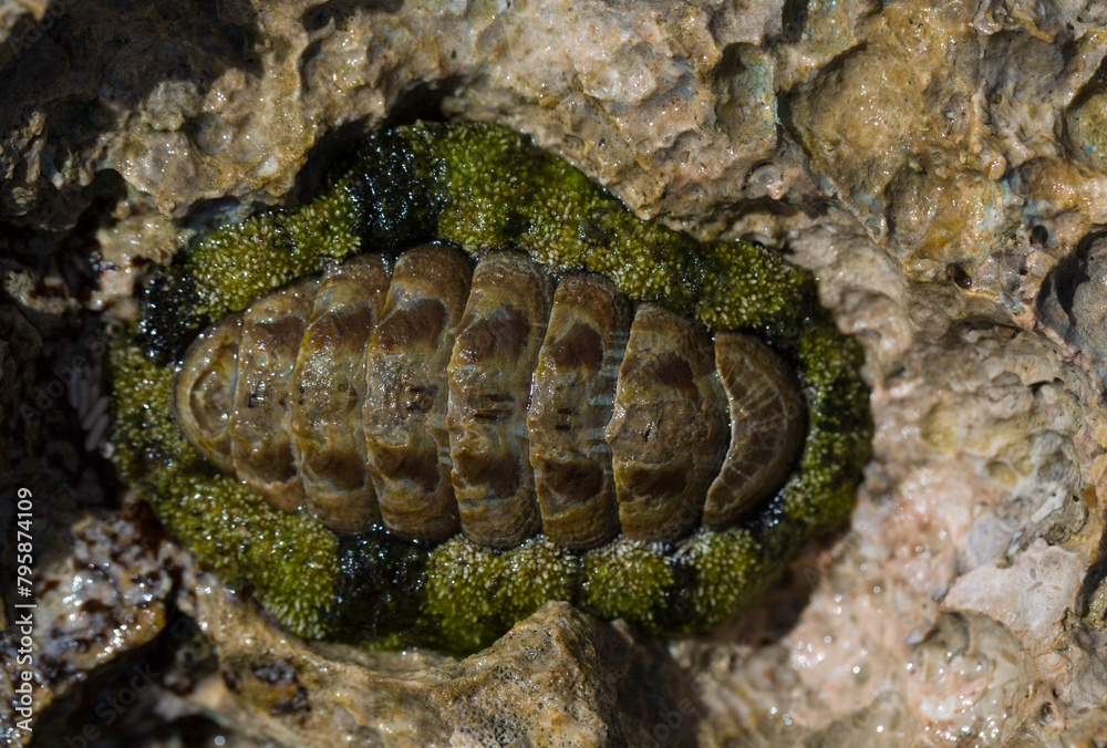 Foto de Acanthopleura haddoni, tropical species of chiton. The fauna of ...