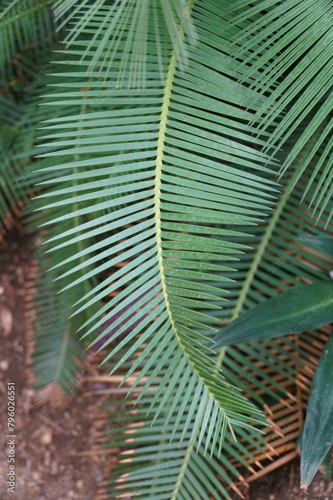 The unique green leaves of Dioon edule, the chestnut dioon, is a cycad ...