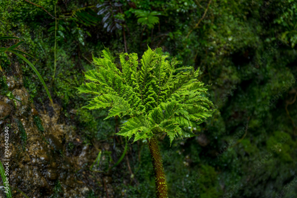 La nalca o pangue (Gunnera tinctoria) es una planta nativa, ornamental ...