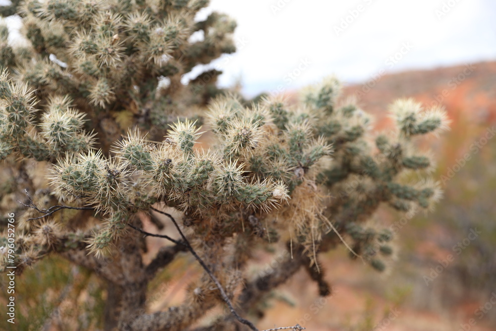 cholla cactus, cholla plant, desert plant, desert cactus, St. George ...
