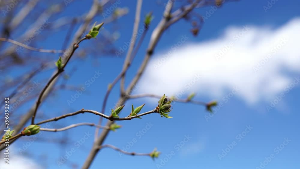 Budding trees. Tree buds. Tree branches covered with buds. Tree care ...