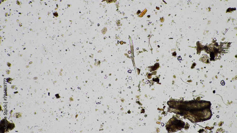 soil microorganisms in a soil life sample from a sustainable ...