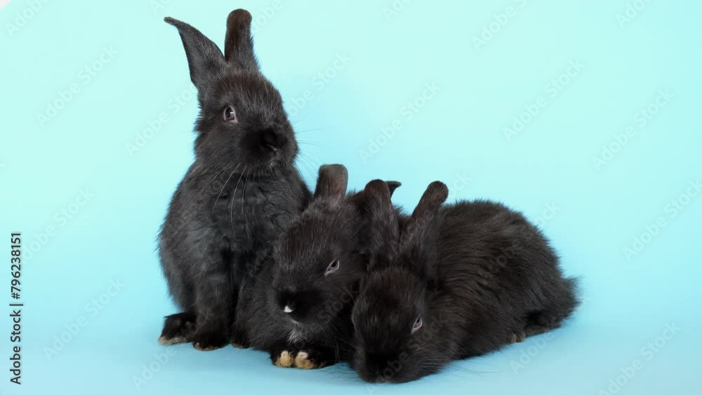 Three little black rabbits sit and lies. Bunnies isolated on blue ...