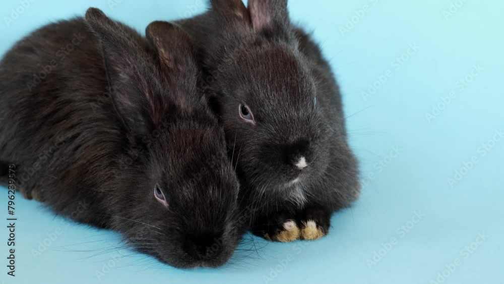 Vidéo Stock Three little black rabbits sits and lies. Bunnies isolated ...