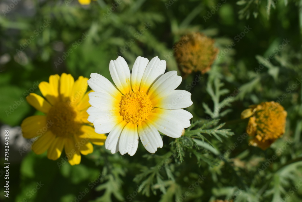 Closeup of beautiful white yellow crown daisy flower closeup, Crown ...