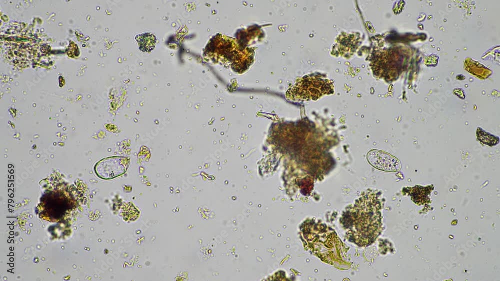 soil microorganisms in a soil life sample from a sustainable ...