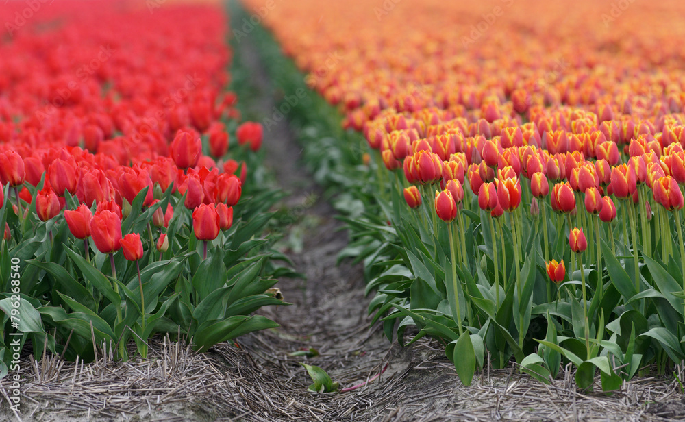 Tulip cultivation in the Netherlands, floral background. Beautiful ...