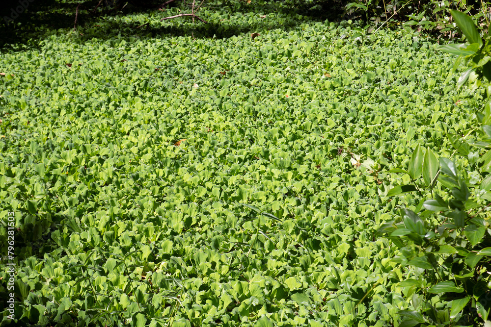 Pistia stratiotes, is often called water cabbage, water lettuce, Nile ...