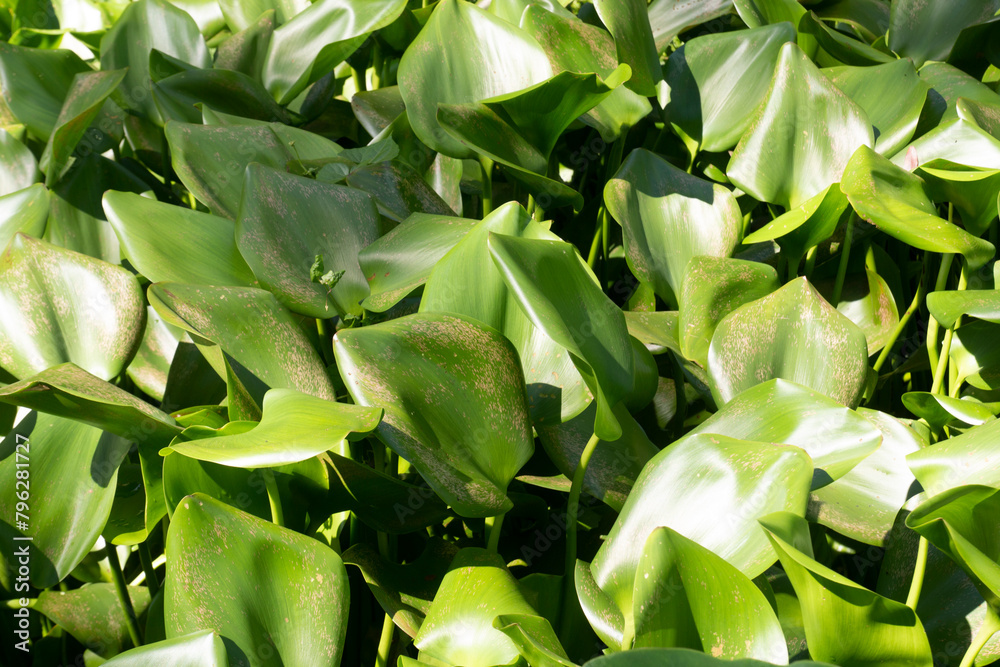 Eichhornia commonly known as water hyacinth, (and also known as the ...