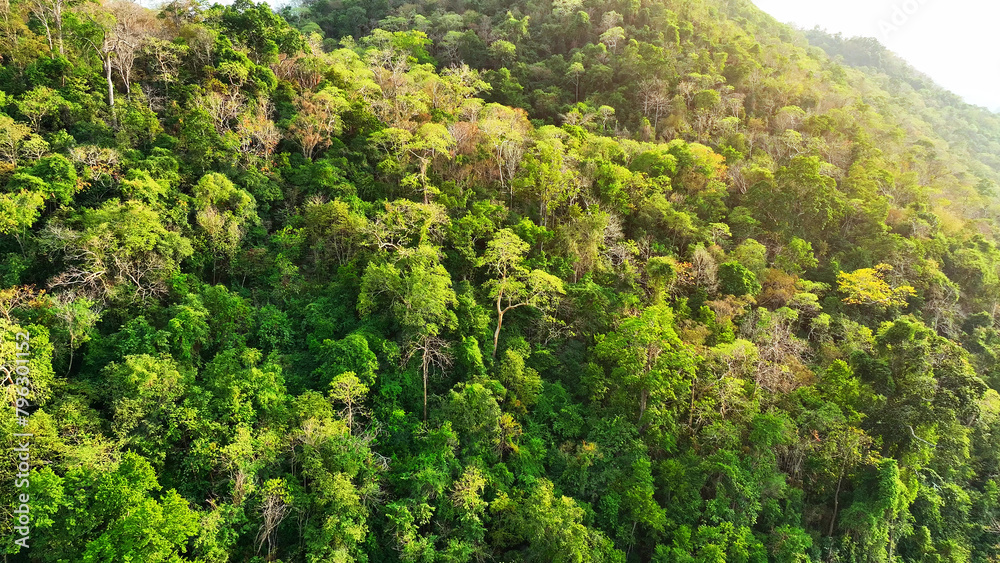 Sunlight illuminates the enchanting high-altitude tropical forest ...