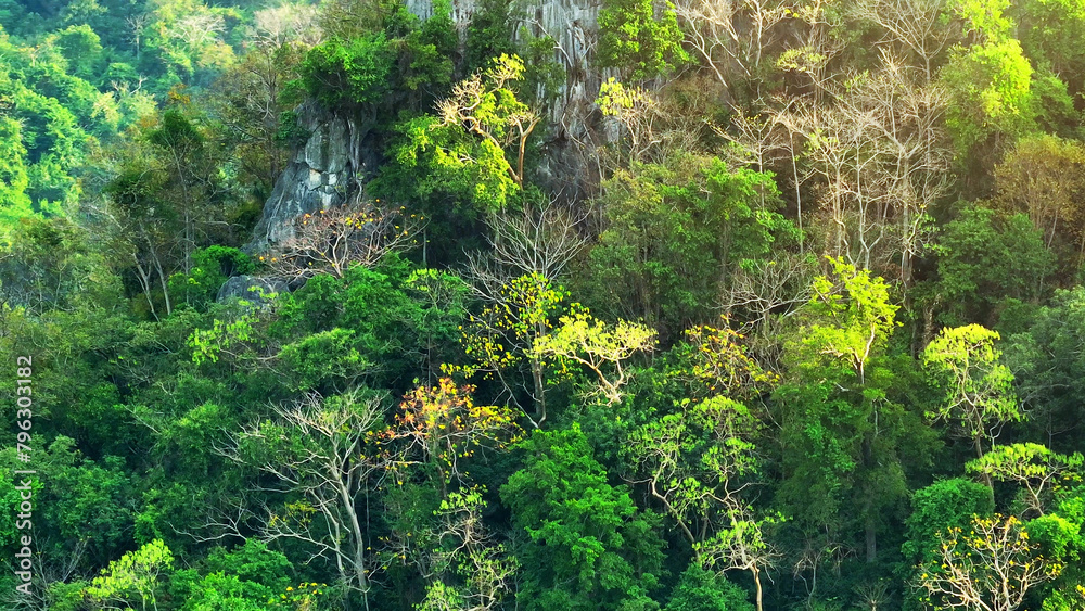 Majestic sunlit highland jungle: Sunlight filters through towering ...