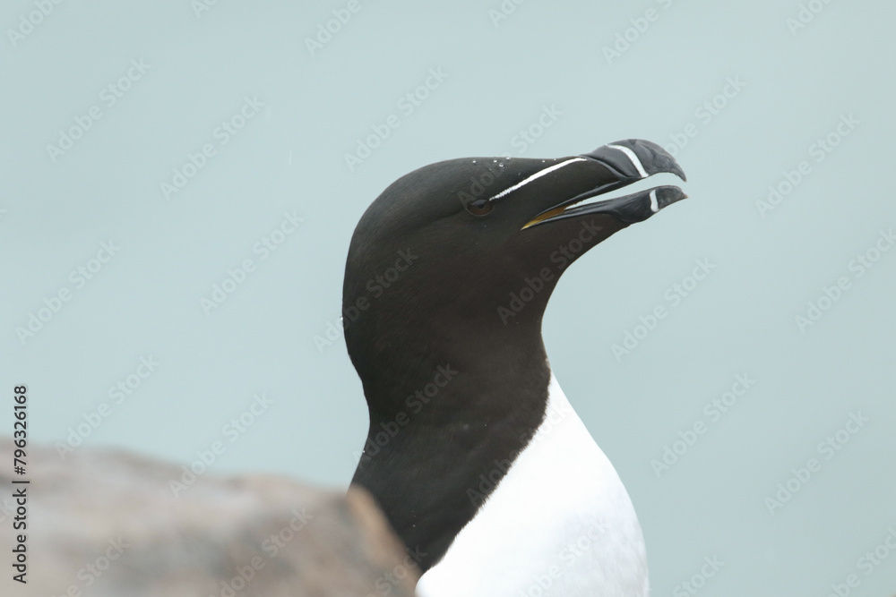 A head shot of a Razorbill, Alca torda, on the cliff face on an island ...