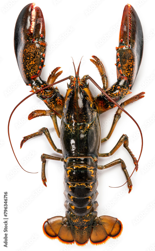 Fresh Lobster isolated on white background, Claw Canadian Lobster ...