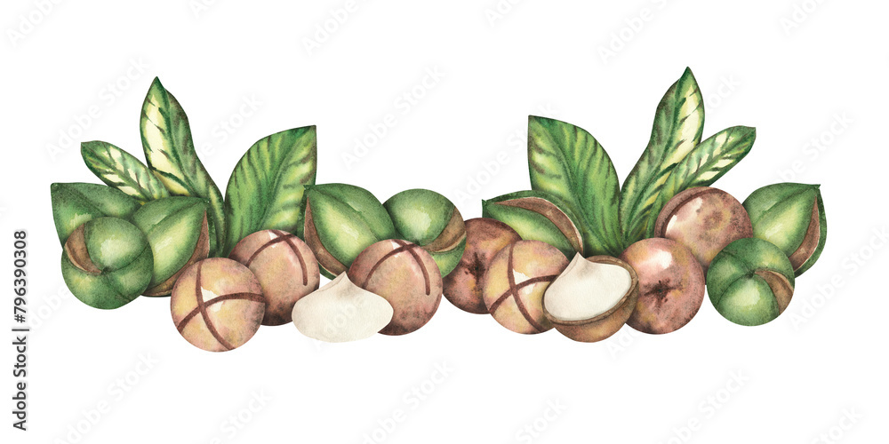 Macadamia nut on a white background, a composition of several nuts and ...