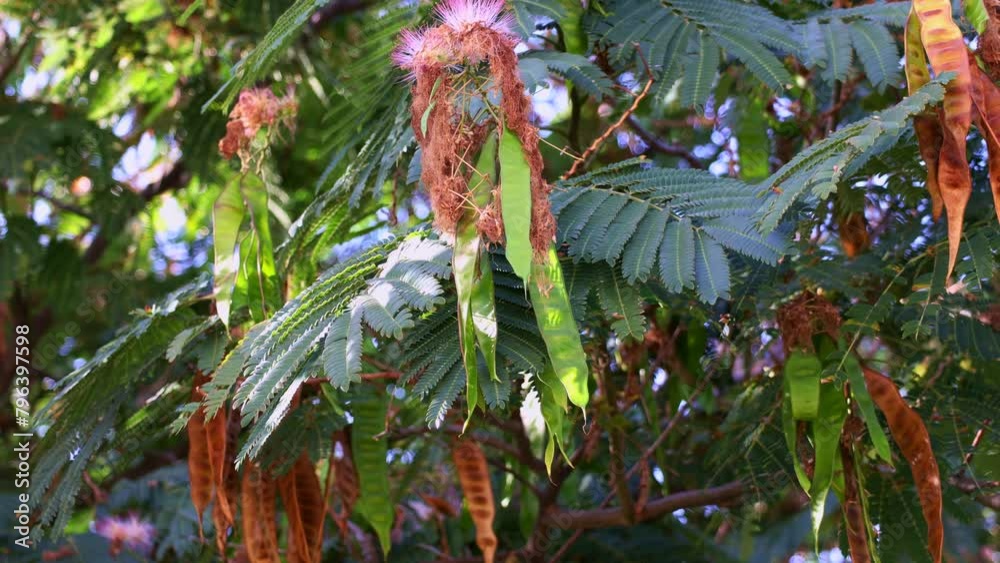 Bright pink flowers of Albizia Saman (Samanea Saman, Rain Tree, Cow ...