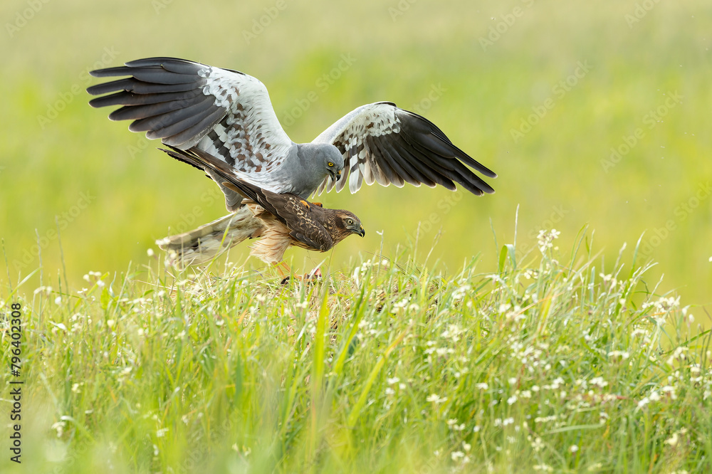 Male and female Montagu's harrier copulating during the mating season ...