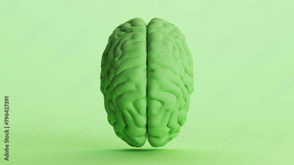 Human brain anatomy organ intelligence neurology think mind green soft ...