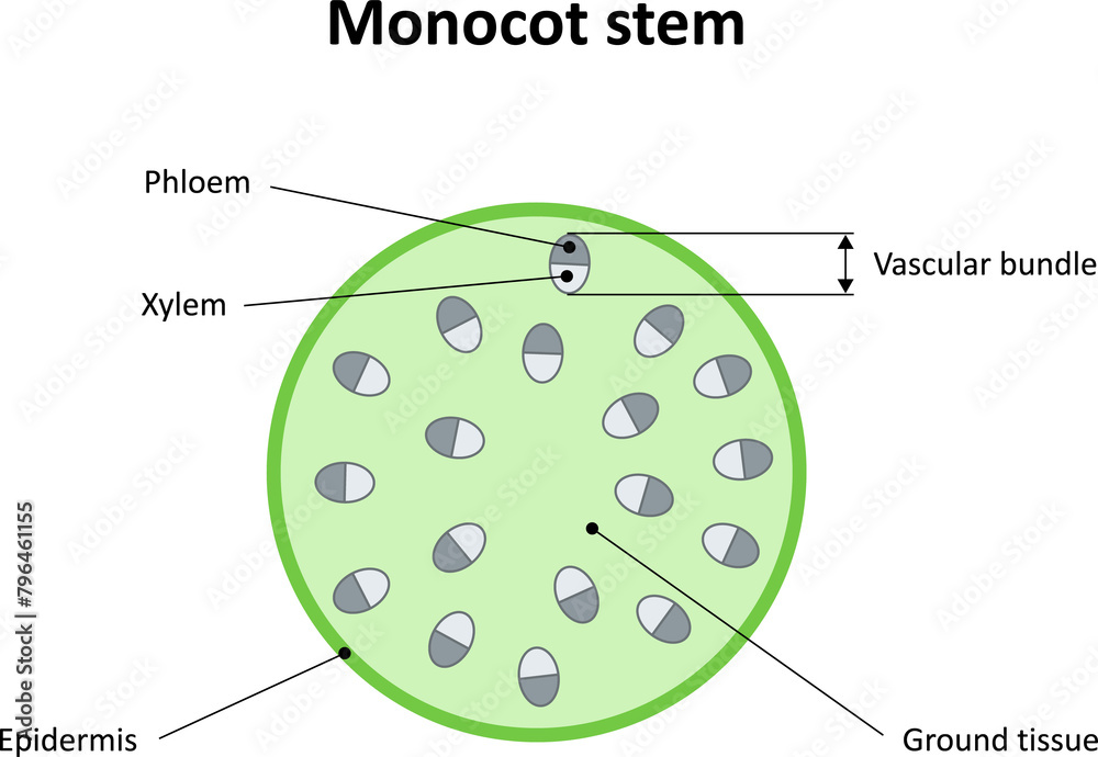Internal structure of monocot stem. Diagram. Stock Illustration | Adobe Stock