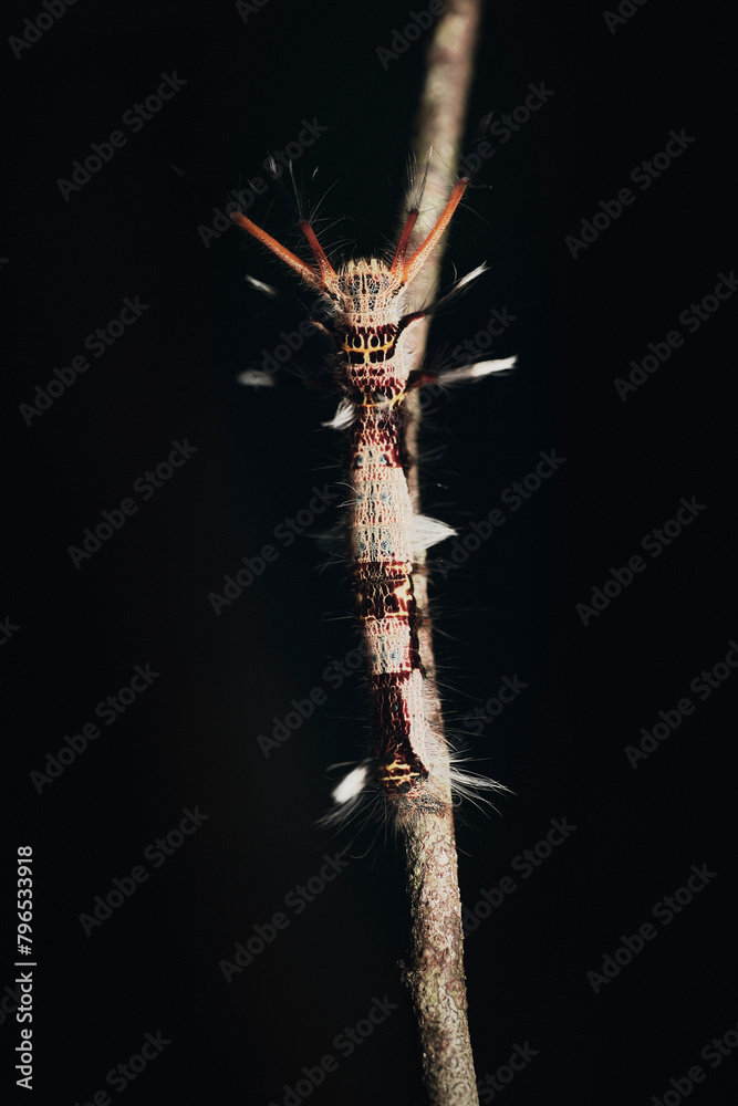 Moth Genus Kunugia a member of Lappet Moths Family Lasiocampidae Stock ...