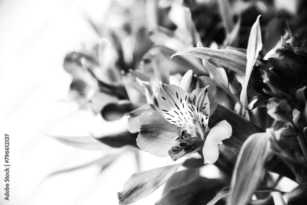 Mourning lily flowers bouquet. Black white abstract art photography ...