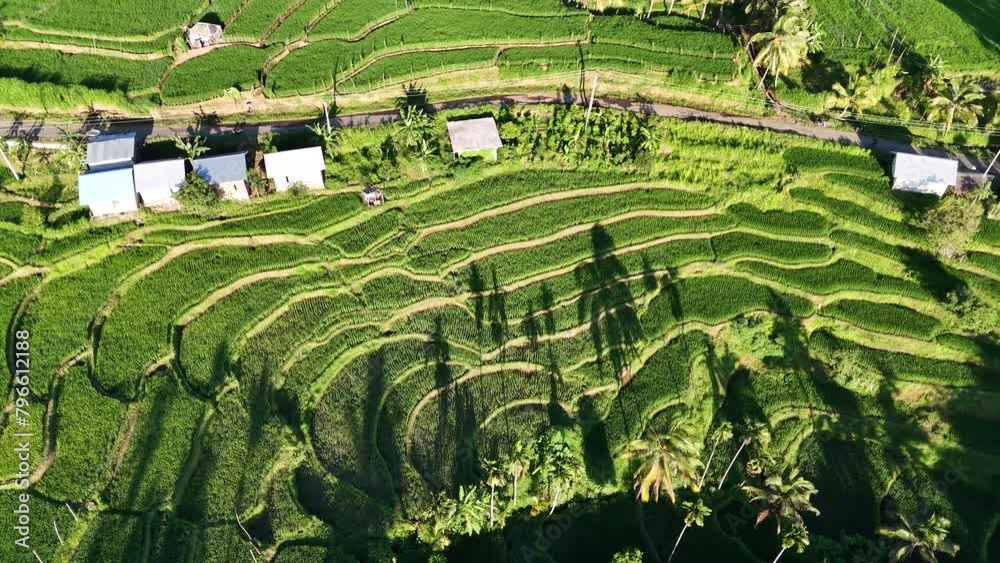 This is the traditional rice field of Bayan village. Located in the ...