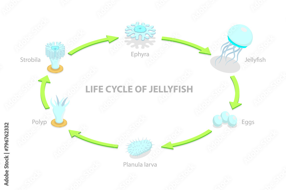 3D Isometric Flat Illustration of Life Cycle Of Jellyfish ...