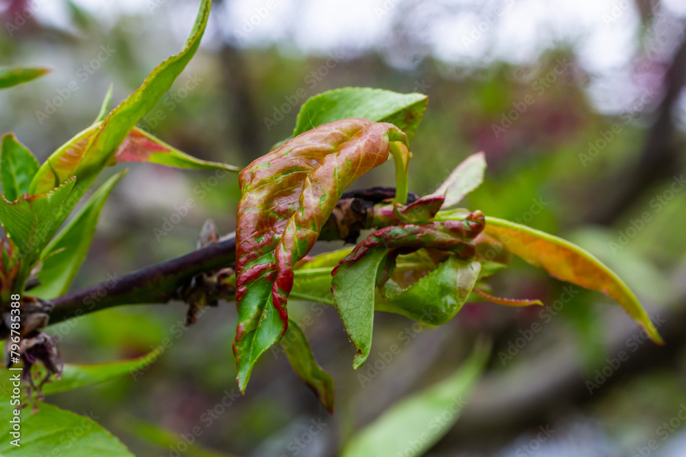 Peach leaf curl. Fungal disease of peaches tree. Taphrina deformans ...