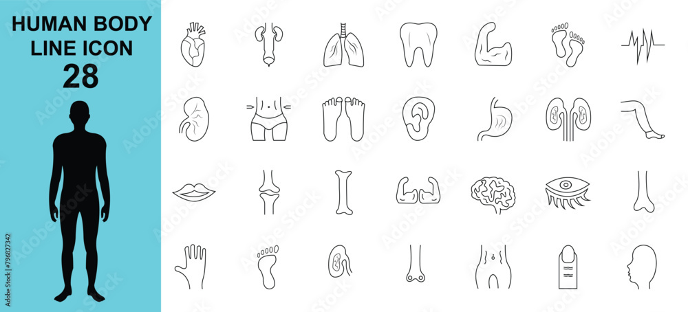 Human body organs medical flat line icon set style of human anatomy ...