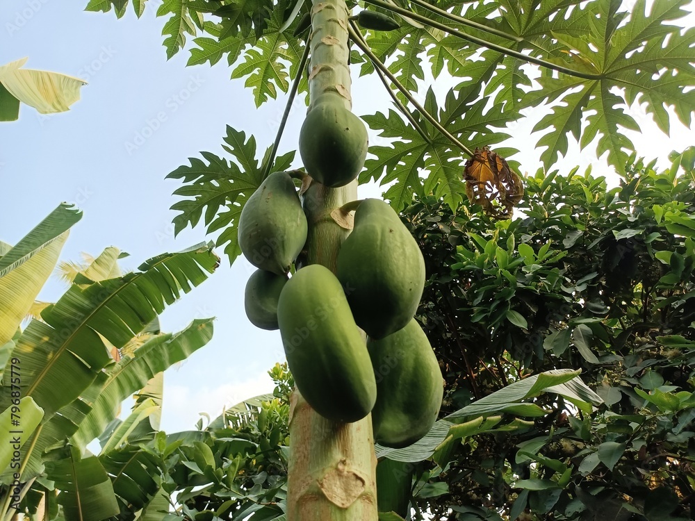 The papaya, papaw, or pawpaw is the plant species Carica papaya, one of ...