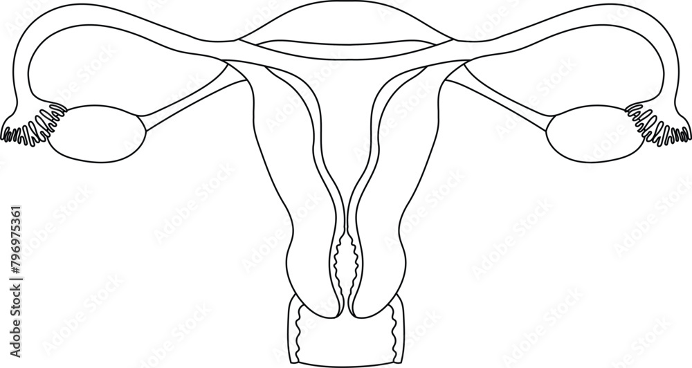 Female Uterus Anatomy Black And White Illustration On A White Background Stock Vector Adobe Stock