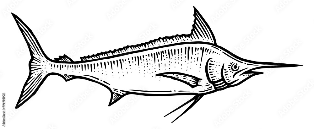 Swordfish marlin sketch line art engraving PNG illustration. Scratch ...
