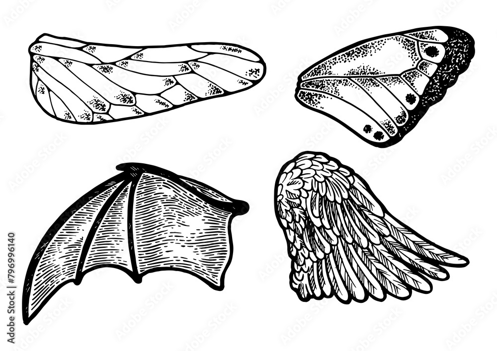 Bird bat dragonfly butterfly wings set sketch line art engraving PNG ...