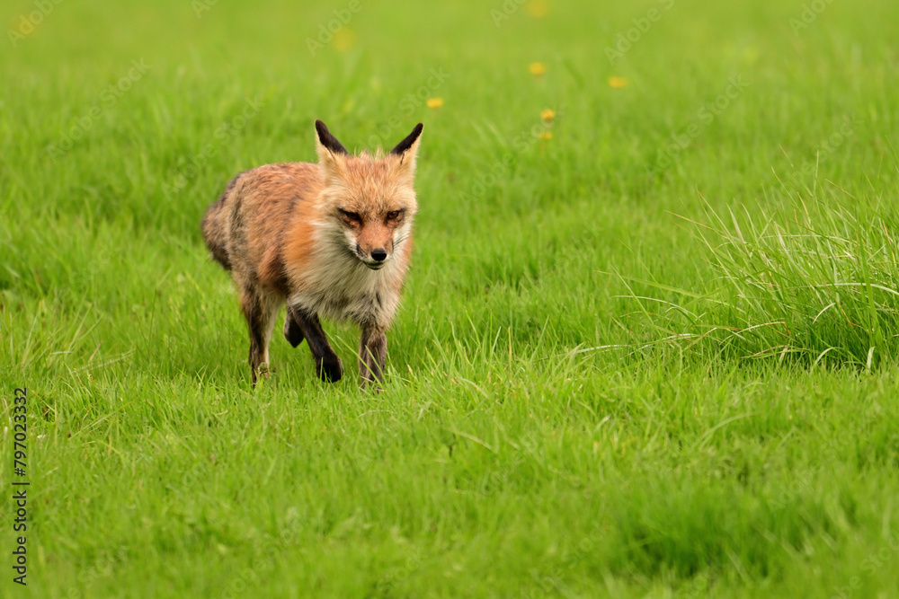 Urban wildlife photograph of a red fox keeping watch over her den of ...