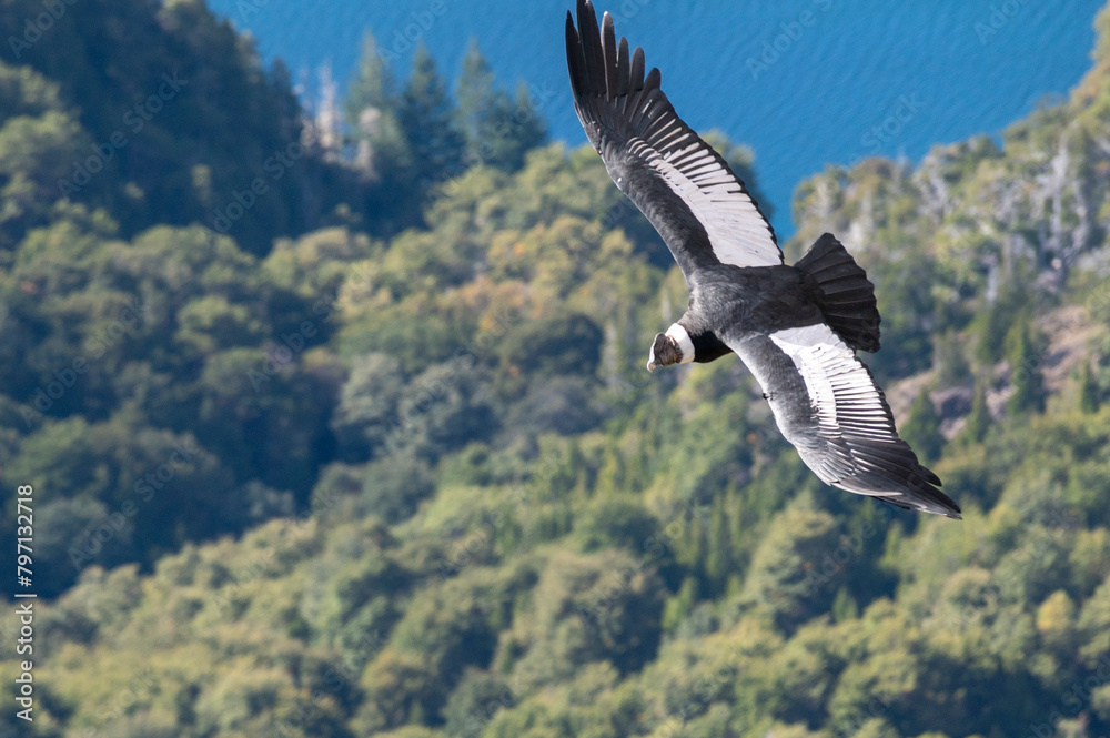 Hermoso cóndor sobrevolando los bosques y lagos del sur Argentino ...