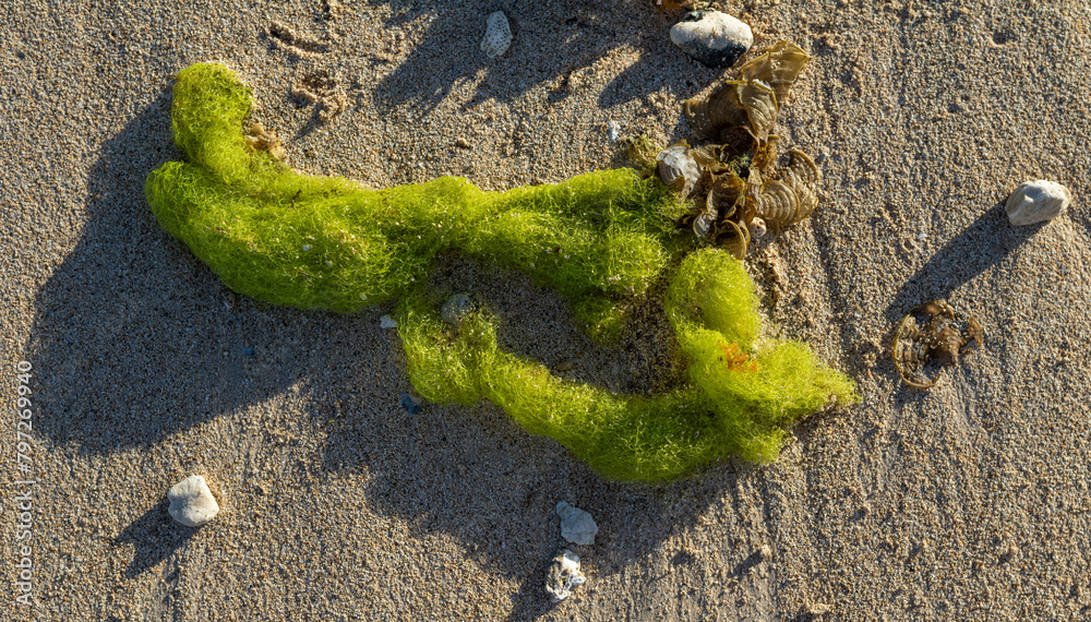 Hawaiian Seaweed, (Limu), on a Sand Beach in Honolulu, Hawaii. Stock Photo | Adobe Stock
