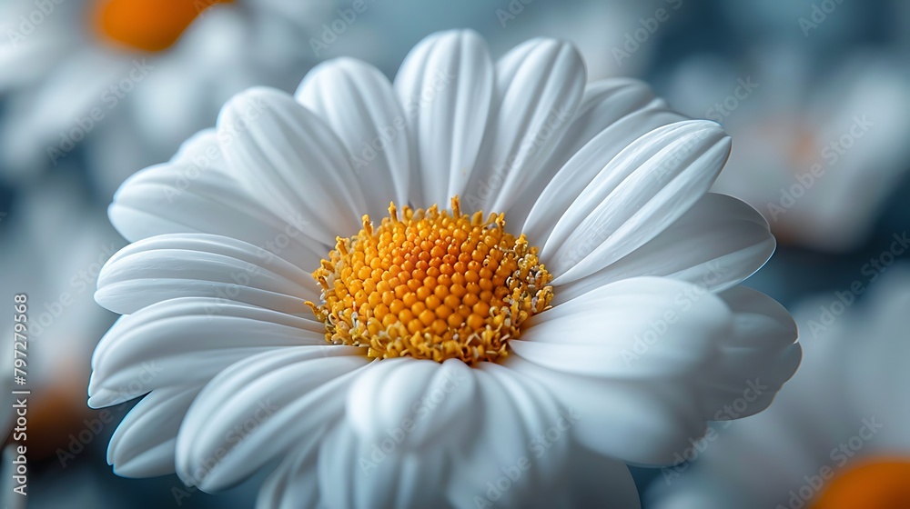 Illustrate the radial symmetry of a daisy from a top-down perspective ...