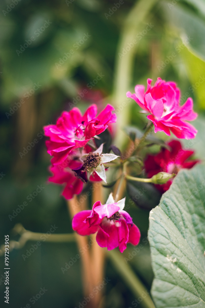 Rosa, originates from the Latin name for rose. The epithet, rugosa ...