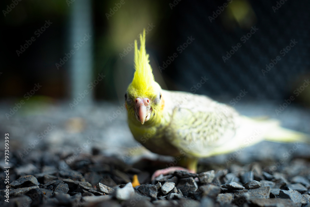 Nymphicus hollandicus display horizontal yellow stripes or bars on the ...