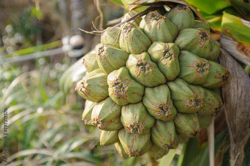 かなり硬いアダンの実。 Fairly hard adan fruit. アダンの木とヤシの木に囲まれた不思議な鳥居と祠。 由来は不明。 航路の ...