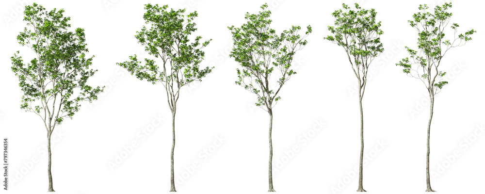 Form trees outdoor shapes ornamental set on transparent backgrounds 3d ...