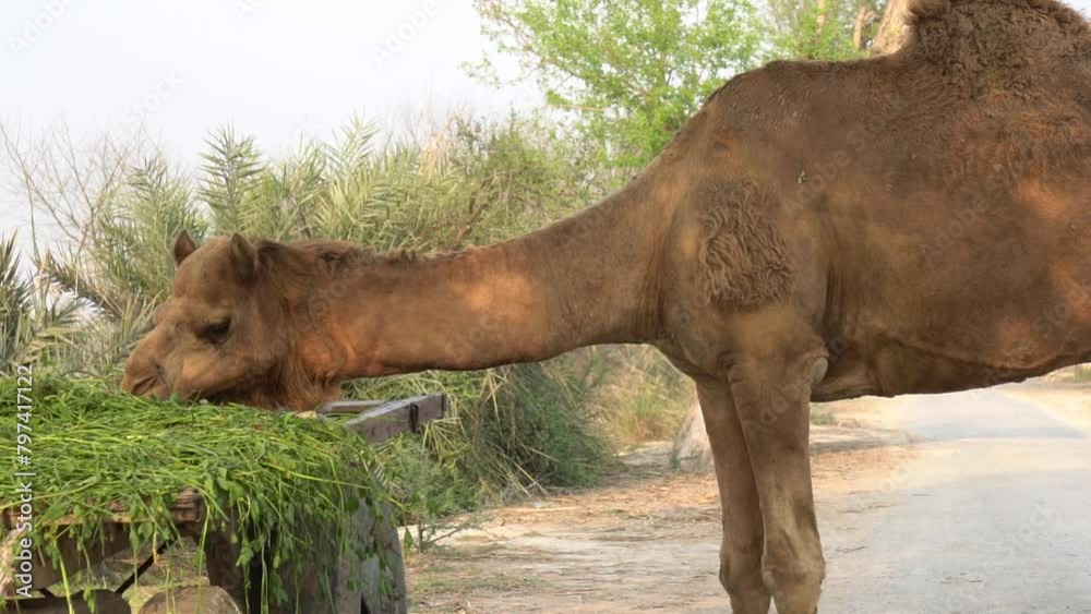 Close-up of camel head (dromedary) grazing in Punjab, Pakistan. A very ...